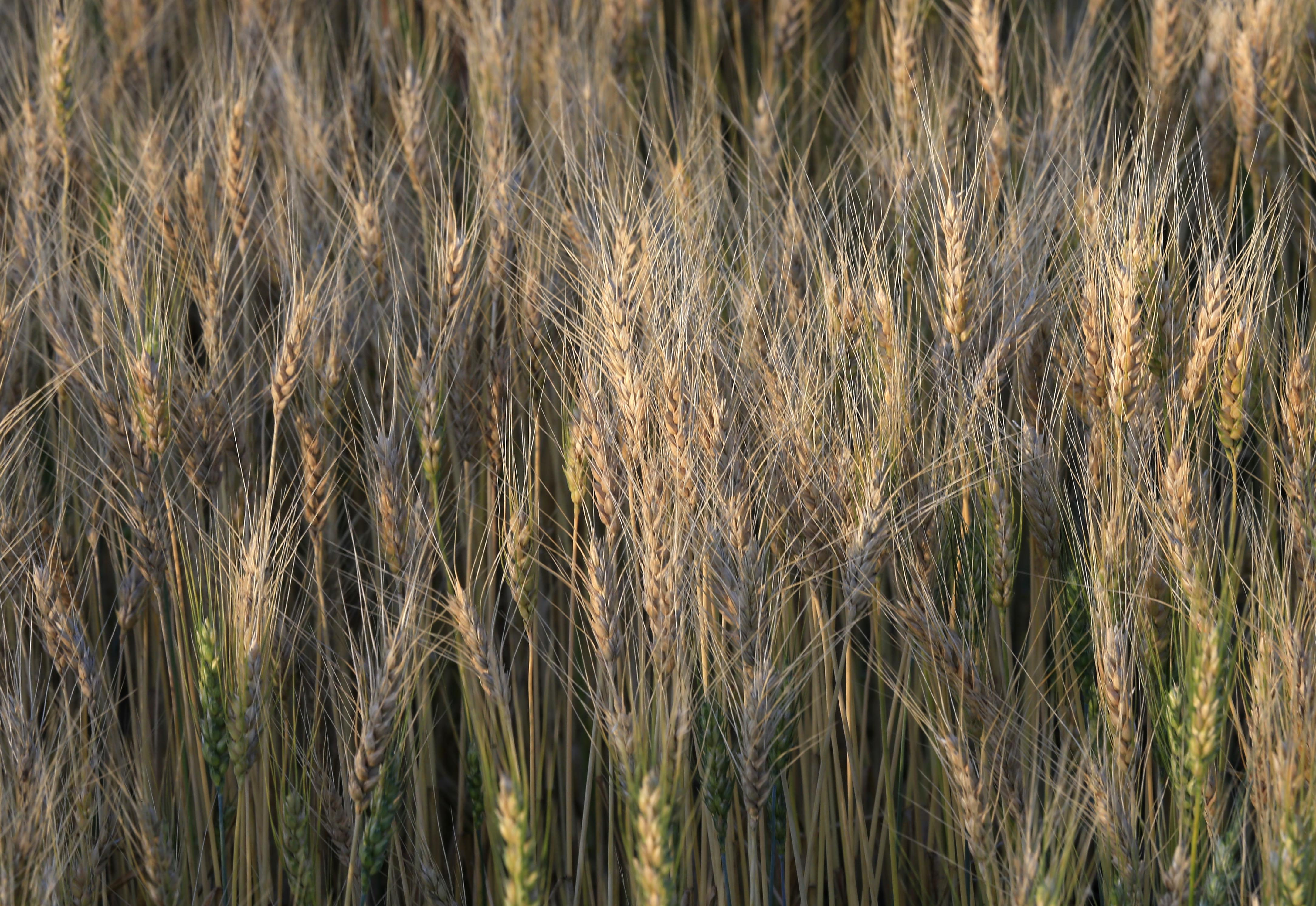 Report: U.S. winter wheat forecast down amid drought, surplus | News ...
